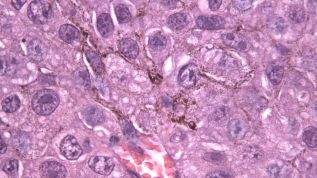 Molecular Pathology Facility | Biomed Core Facilities I Brown University