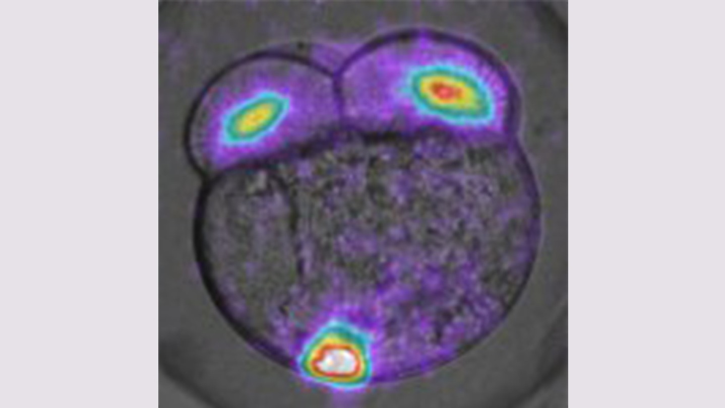 Luminescence Microscope | Biomed Core Facilities I Brown University