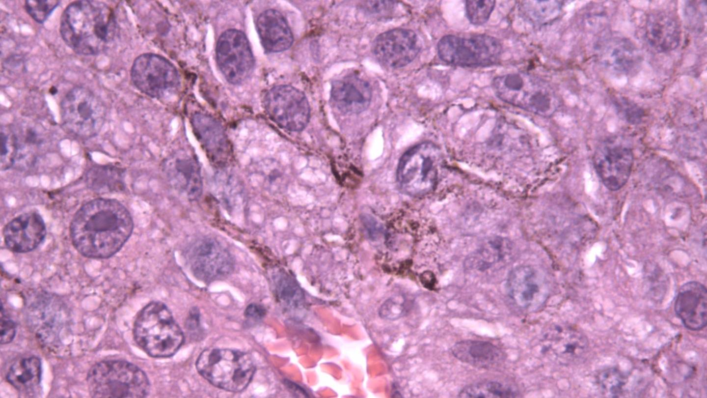 Molecular Pathology Facility Biomed Core Facilities I Brown University
