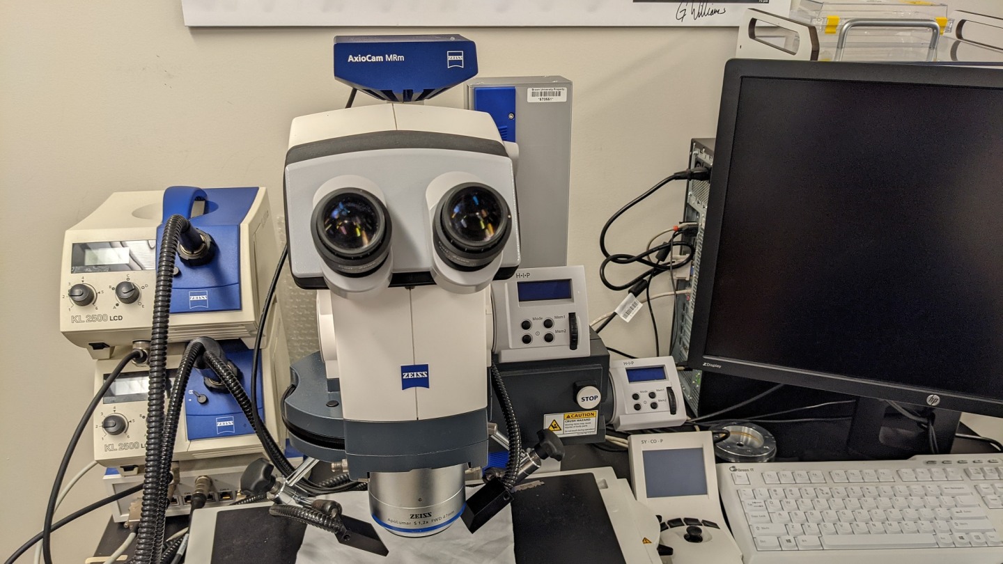 Zeiss Lumar V12 Fluorescence Stereomicroscope | Biomed Core Facilities ...